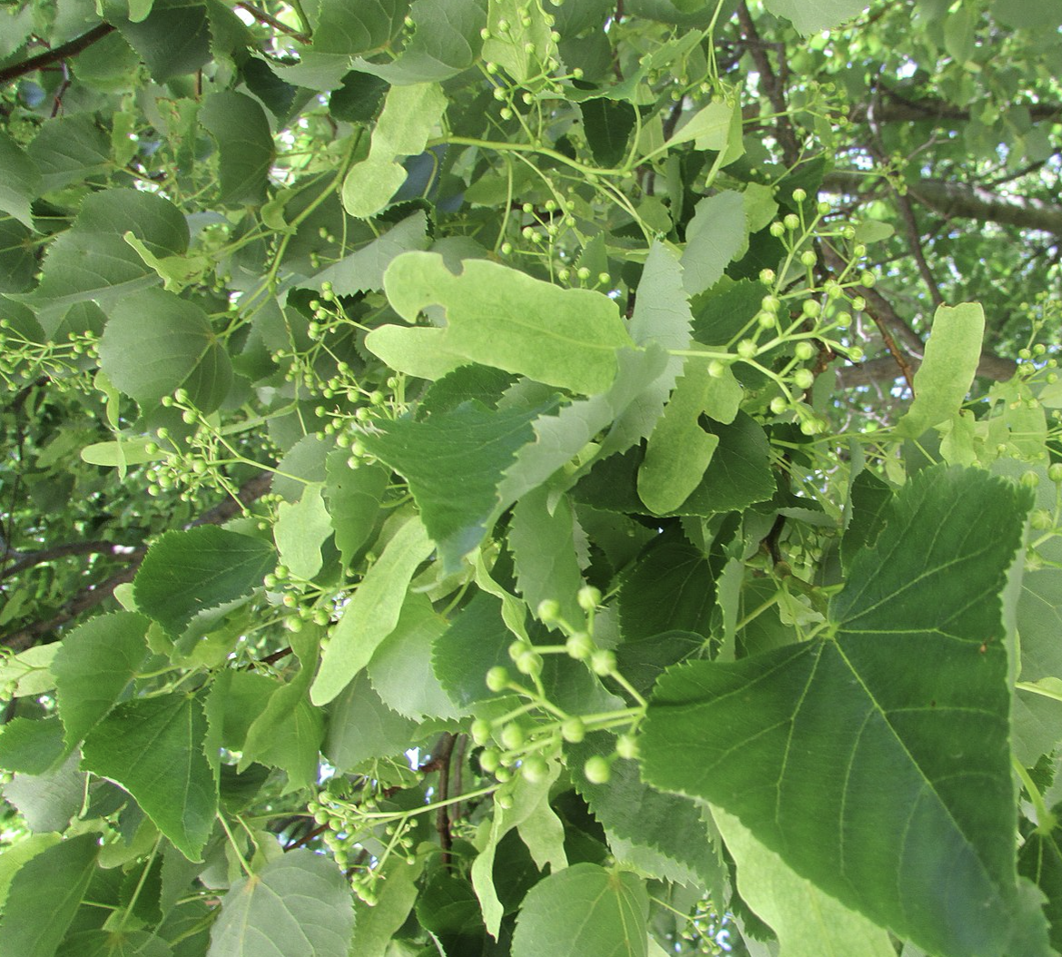 The silent ways of the linden tree | The Oxford Centre for Life-Writing